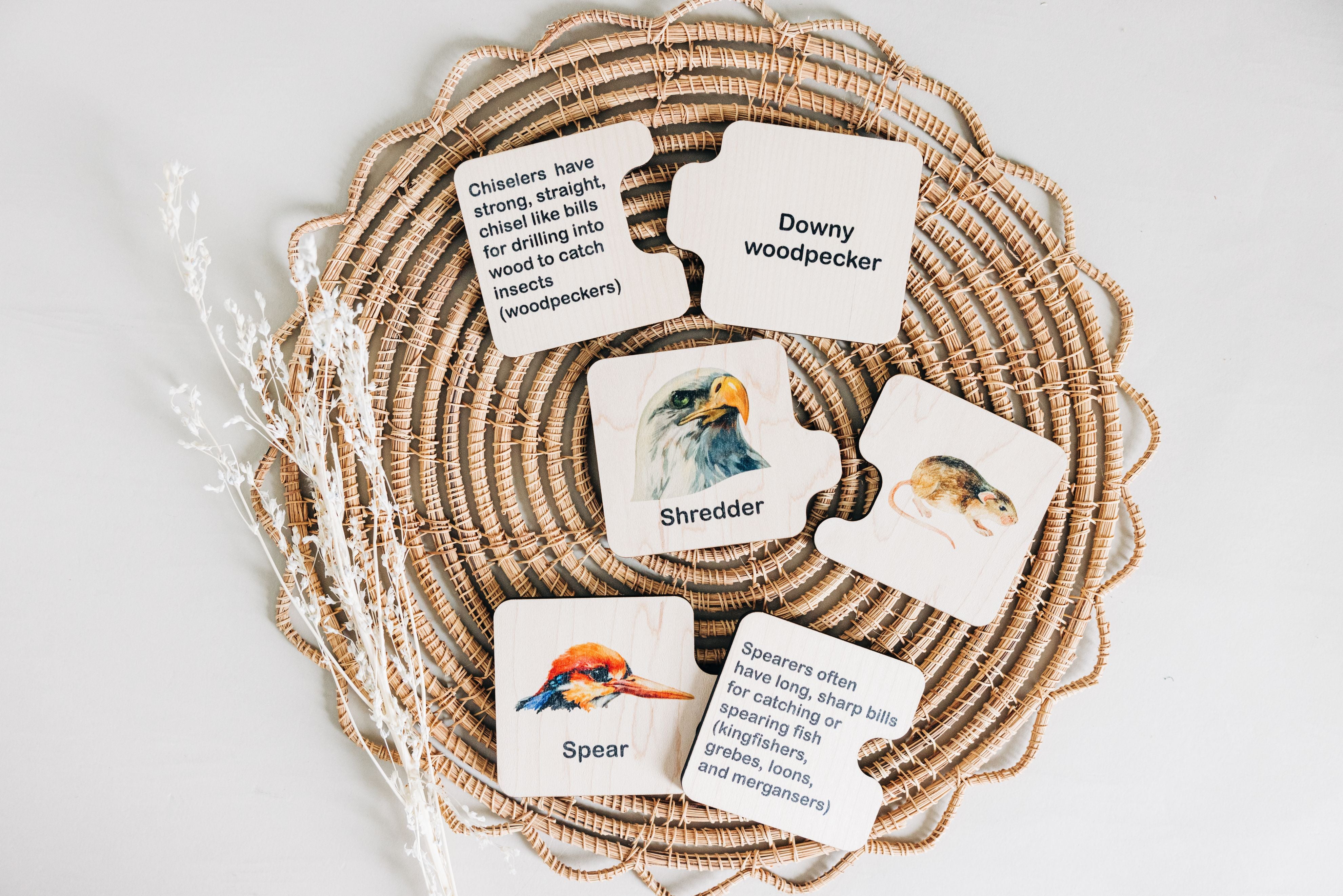 Double sided self-correcting bird beak adaptations puzzle, Montessori ...