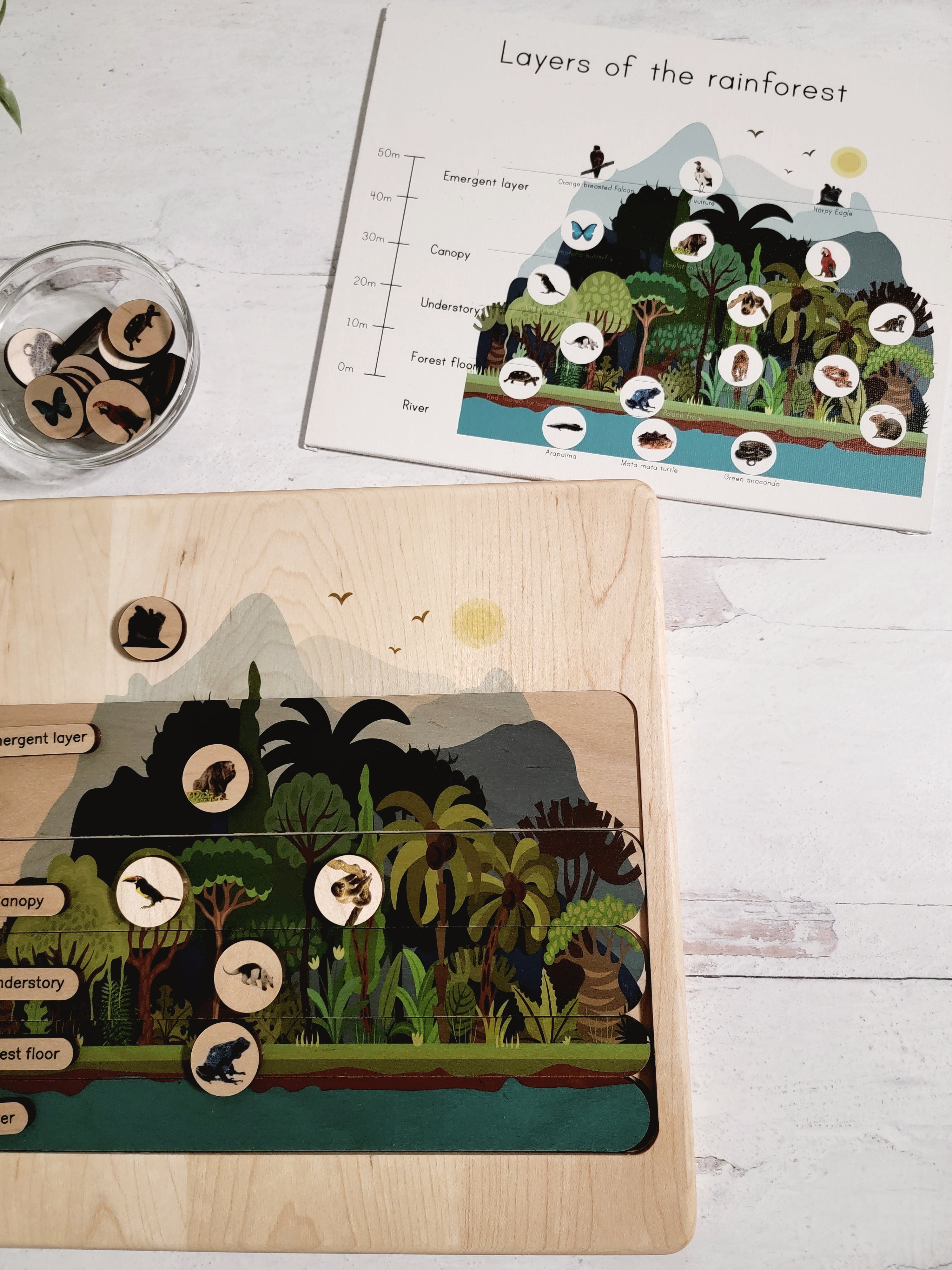 Layers of the rainforest wooden puzzle - montessori material – MirusToys