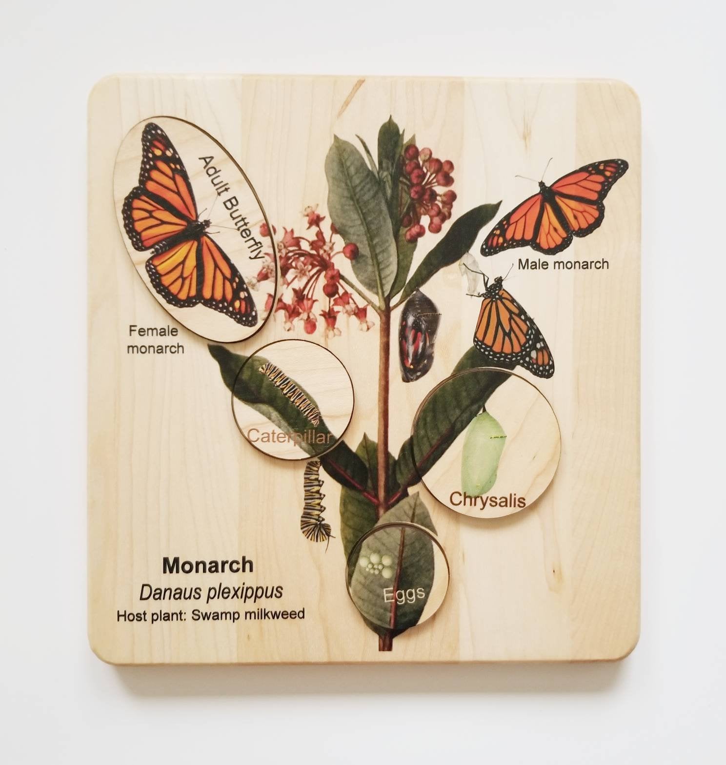 Nature Bound Toys - Life cycle of a monarch butterfly, butterfly life ...