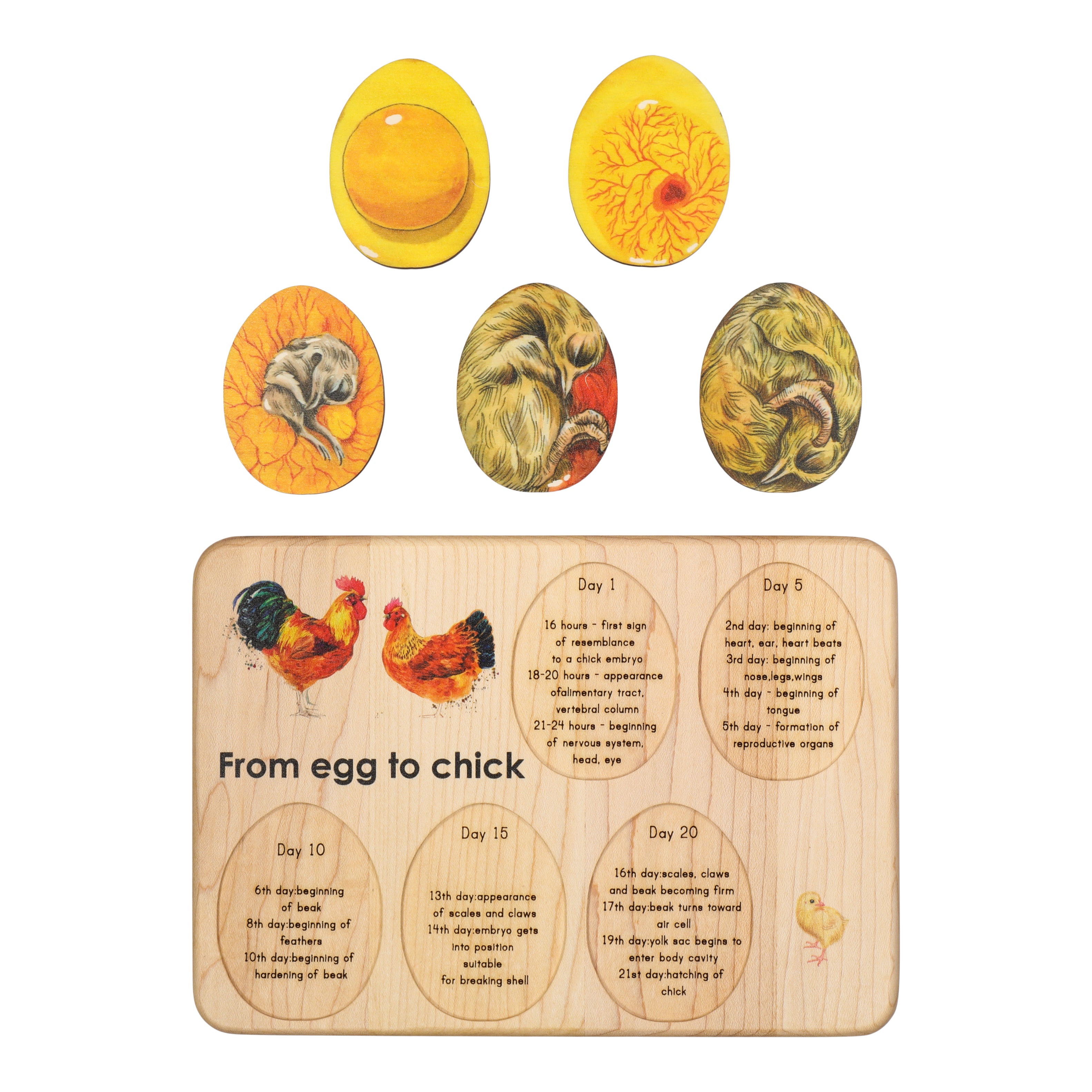 Chicken development - chicken gift- raising chickens - Montessori - wo ...