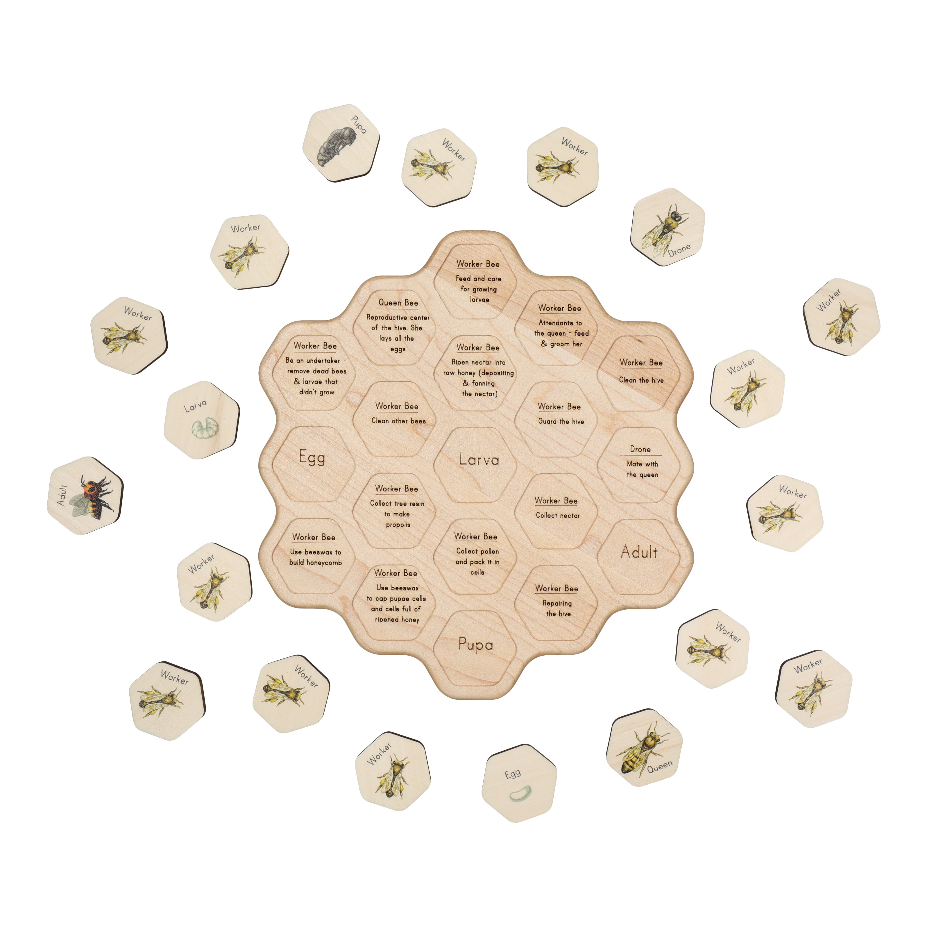 Double sided Honey bee puzzle - honeycomb - bee life cycle - types of ...