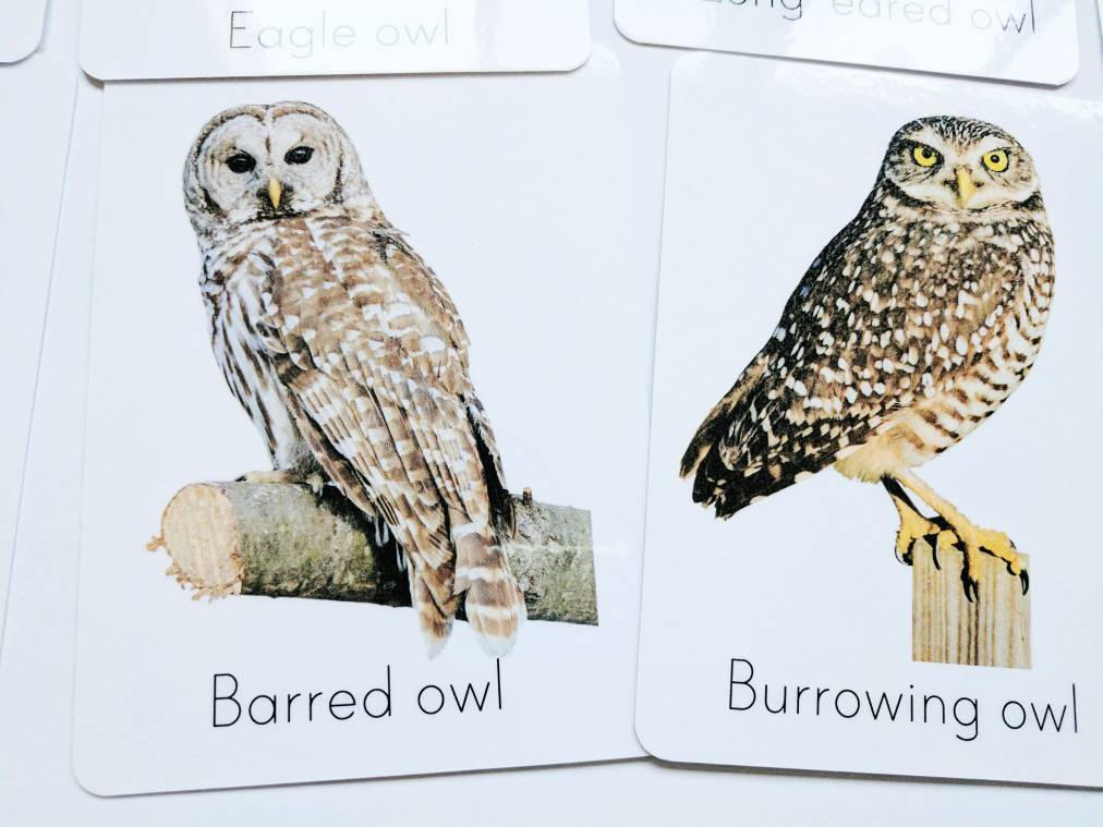 Classroom Animal Decor Owl Flash Cards - types of owl study cards - nu ...