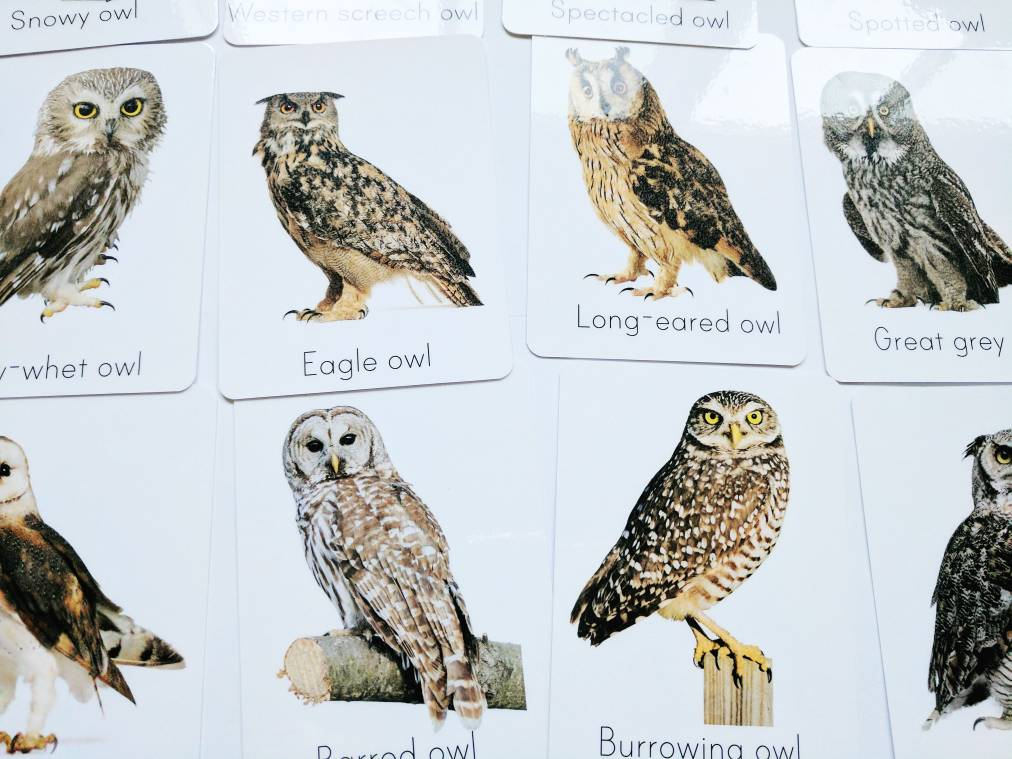 Classroom Animal Decor Owl Flash Cards - types of owl study cards - nu ...
