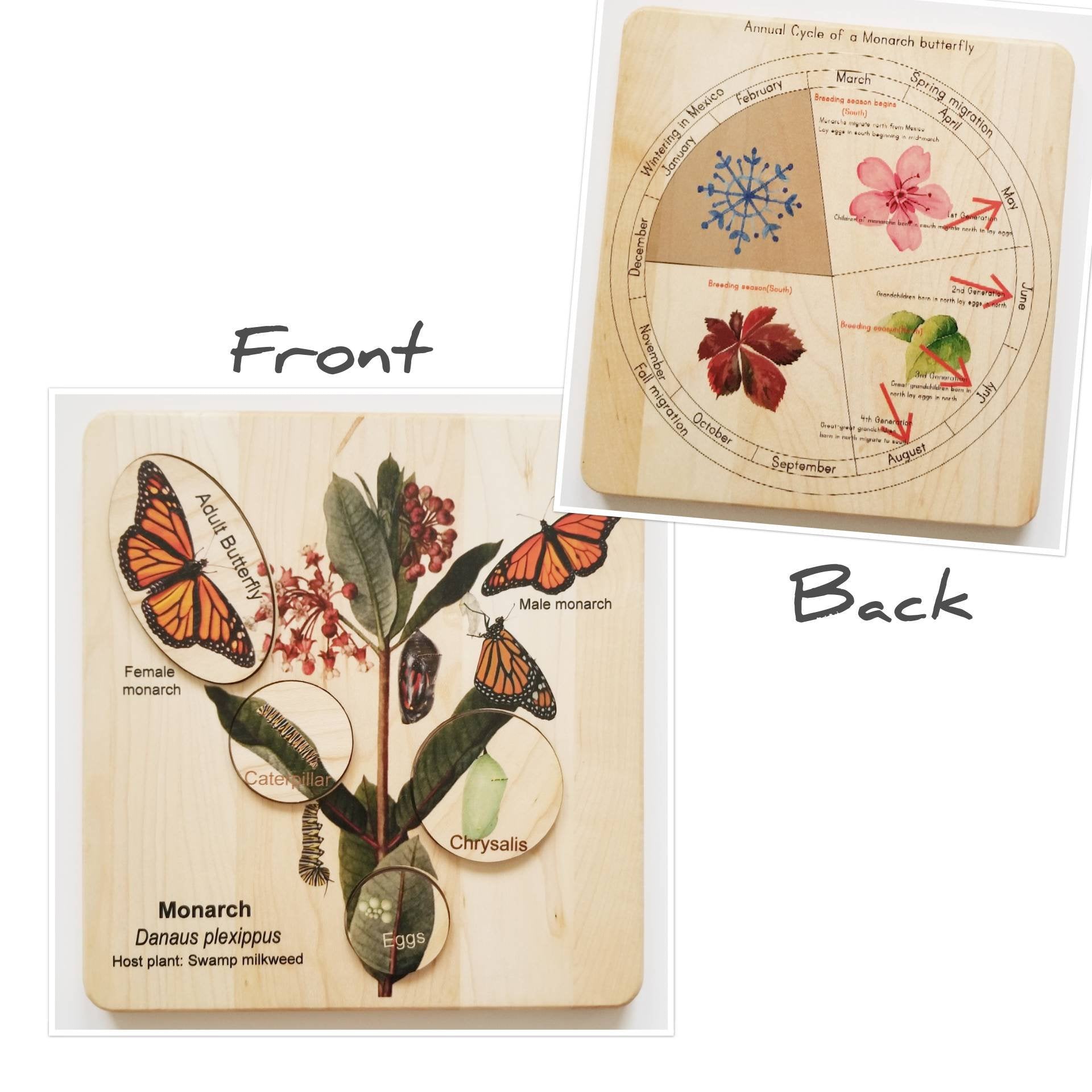 Nature Bound Toys - Life cycle of a monarch butterfly, butterfly life ...